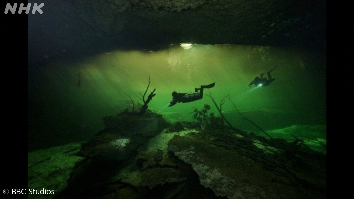 NHK「ワイルドライフ」で凄い映像観れそうですよ - PADIスキューバダイビングショップ ラウト鎌倉